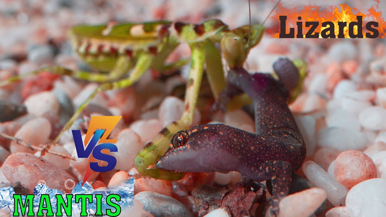 Praying Mantis Eats Lizards??? | TCD Small Insects - YouTube