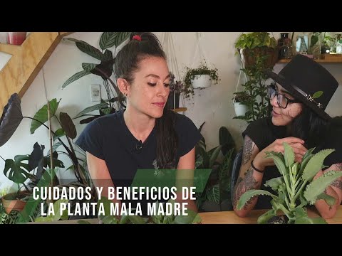 Cuidados y beneficios de la planta mala madre - TvAgro por Juan Gonzalo Angel Restrepo