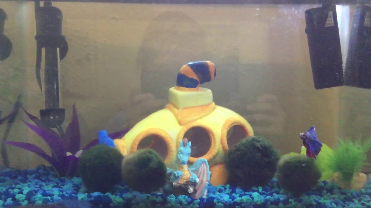 How to take care of a beta - YouTube