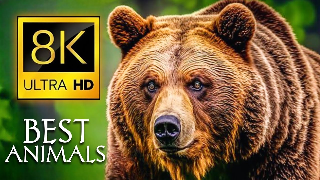 ANIMALS IN 8K ULTRA HD 120FPS - Best Animals - Most Beautiful Animals ...