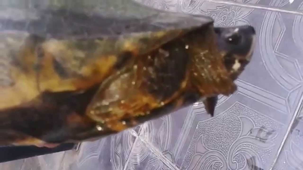 Black Mud Terrapin Turtle (Siebenrockiella Crassicollis Turtle) / Kura ...