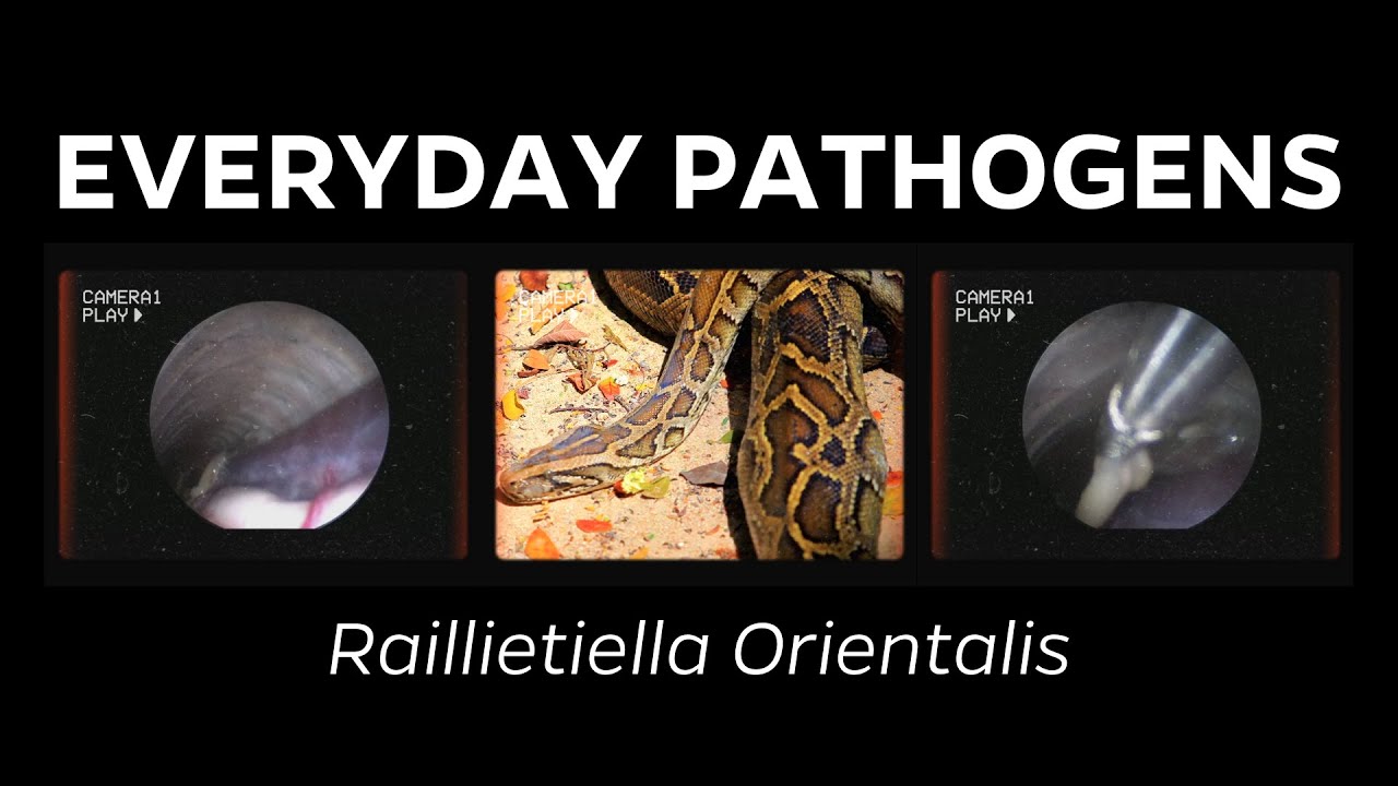What is R. orientalis? A brief overview of the parasite found in snakes ...