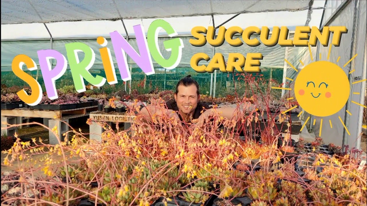 SPRING SUCCULENT CARE TIPS 🌱 - YouTube