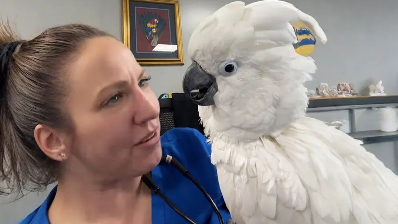 Sick Cockatoo Lost His Human, and the Vet Found an Unusual Way to Help ...