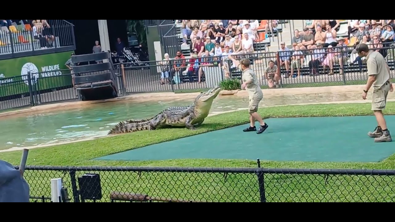 Australia zoo croc show - YouTube