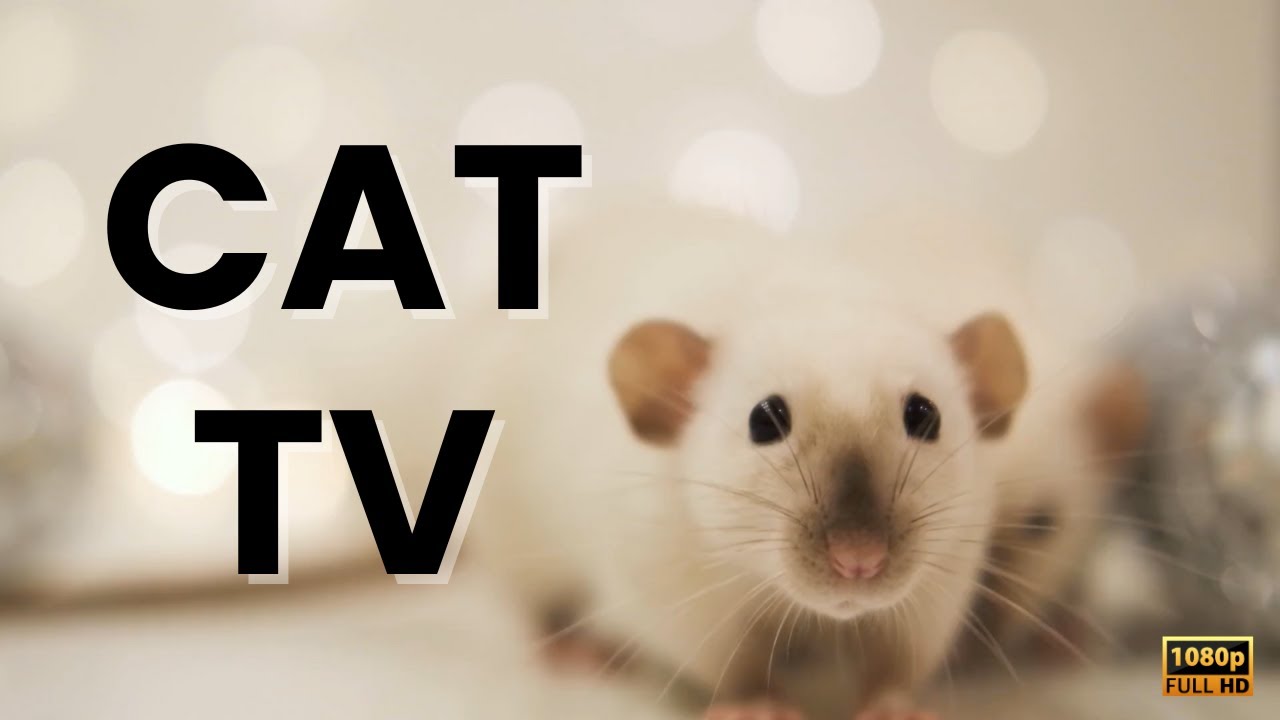Cat TV - Cats Entertainment 😻📺 | Rats Exploring 🐀 | High Definition ...