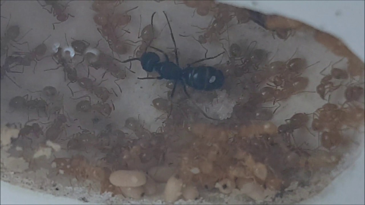 Lasius fuliginosus ant queen with Lasius umbratus worker ants - YouTube