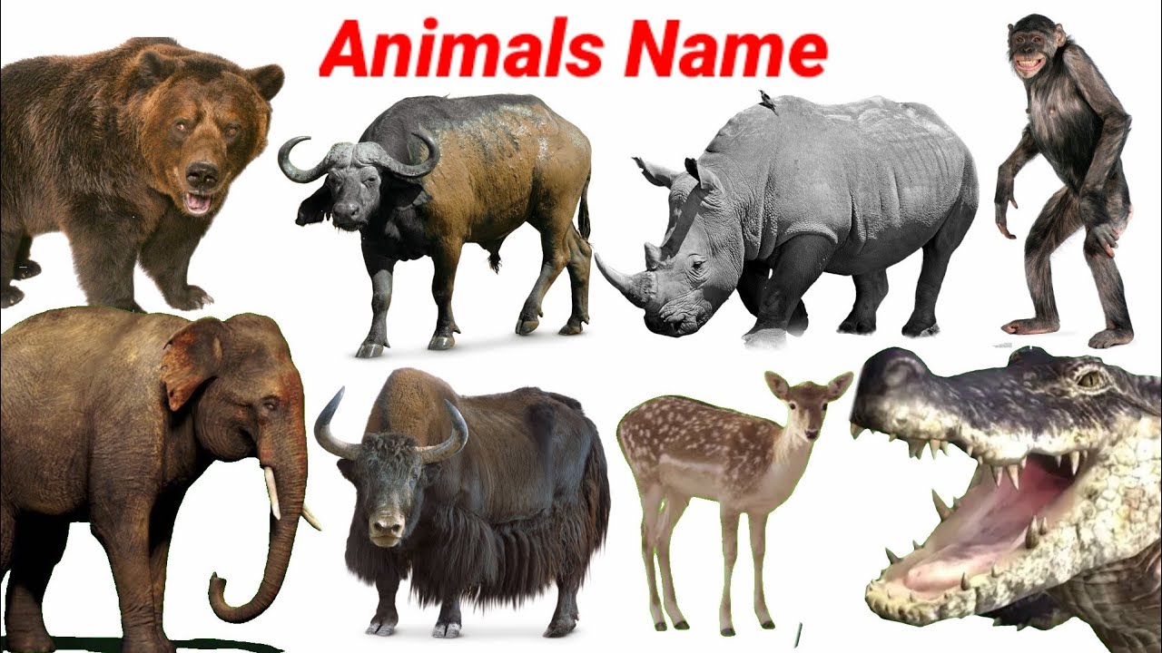 How to read Animals Name with pictures | Learn Animals Name Cow, Rabbit ...