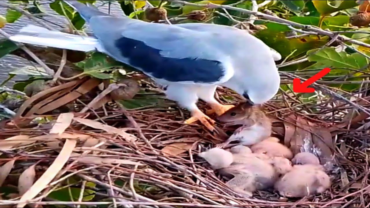 Black-winged kite Birds bite mice to feed their young - YouTube