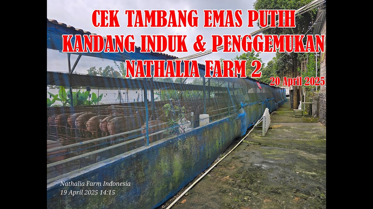 CEK TAMBANG EMAS PUTIH PEMBIBIBITAN & PENGGEMUKAN NATHALIA FARM 2 - YouTube