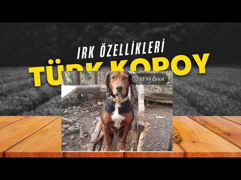 Türk Zağar Köpeği: Neden Korunması Gereken Bir Değer?