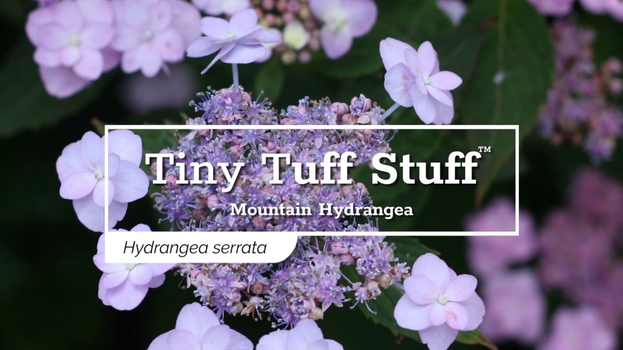30 Seconds with Tiny Tuff Stuff™ Mountain Hydrangea - YouTube