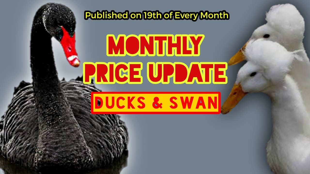 Pricelist Ducks & Swan April 2023 | Bird Market Update | Prices of Fancy Ducks | Prices of Swan ...