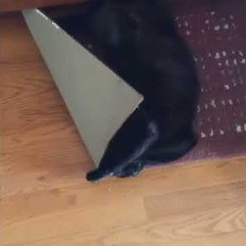 Crazy Clark rolling in catnip! - YouTube