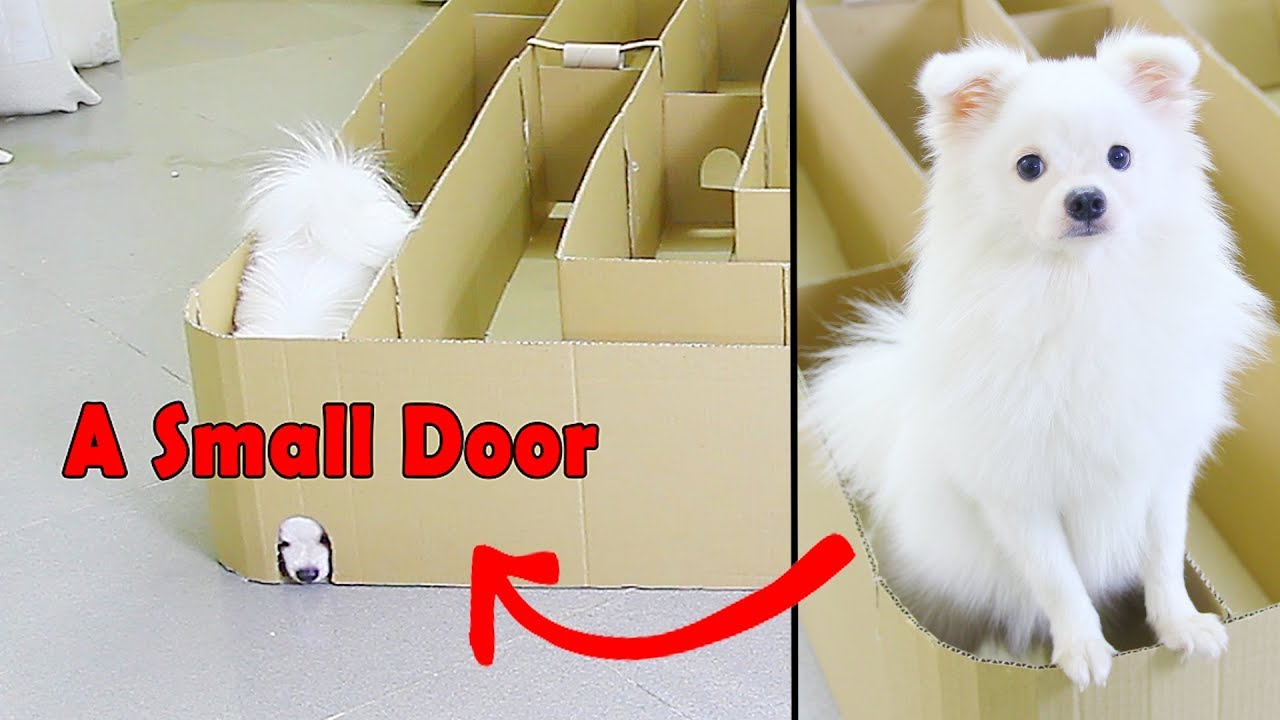 Rectangle Maze For Cute Dog Snowball And Min | DIY Pet Toys - YouTube