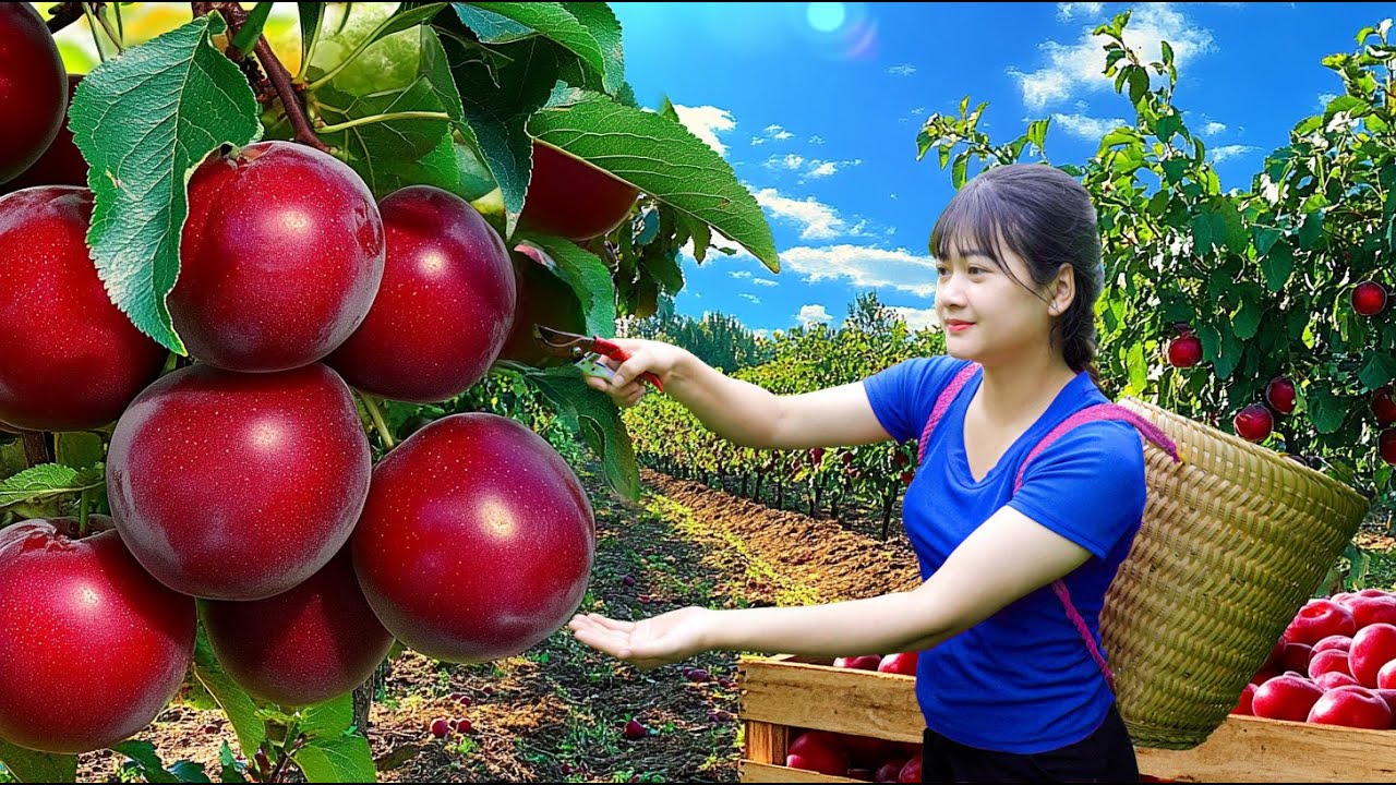Ly Trieu Ca: Harvesting Sweet Giant Plum Hybrid Peach - How to ...