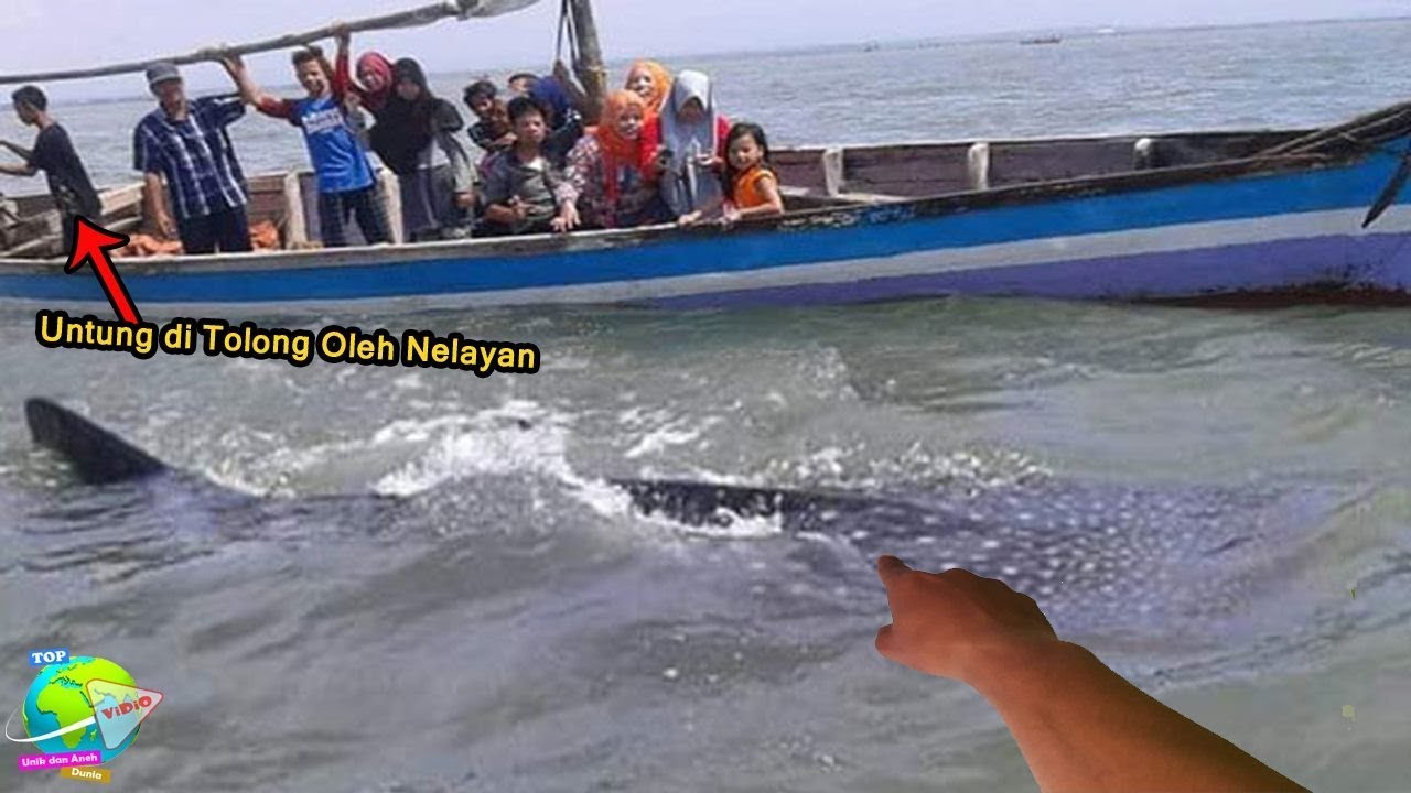 Ikan Paus Besar Mengitari Perahu Nelayan!! Sempat Takut!! Ternyata Ikan ...