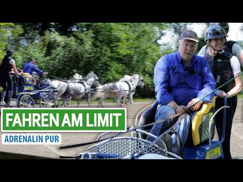 Ein Tag im Fahrstall - Mit Ponys gegen Großpferde? Fahrturniere und Kutschführerscheine