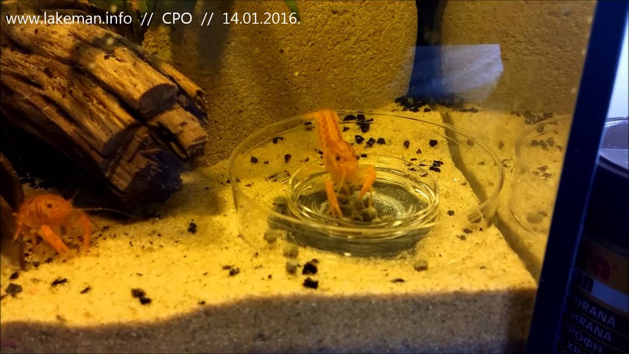 CPO - Orange Dwarf Crayfish - YouTube