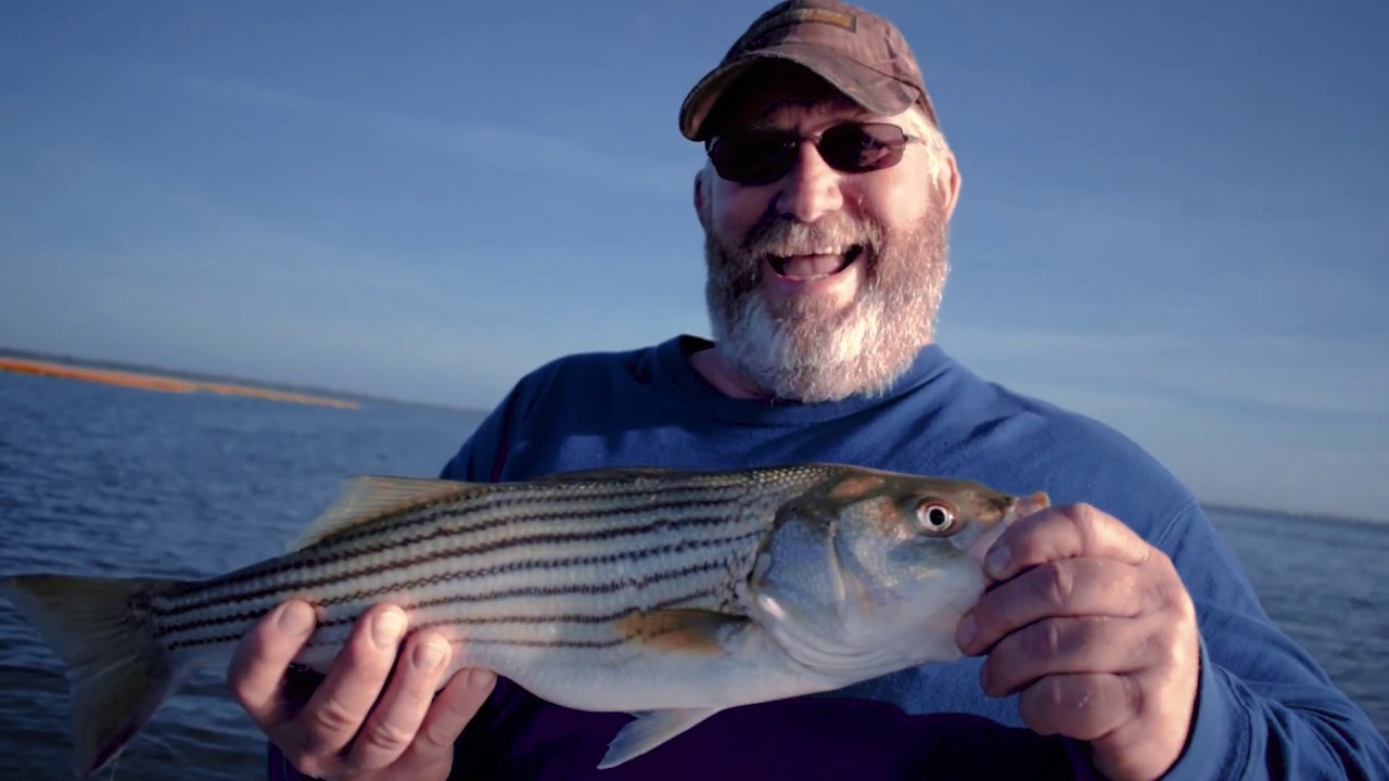 Back bay striped bass action on top water! - YouTube