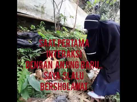 INDUK ANJING MENUNJUKKAN DI MANA ANAK2NYA DI SEMBUNYIKAN@hestiyusufchannel7343