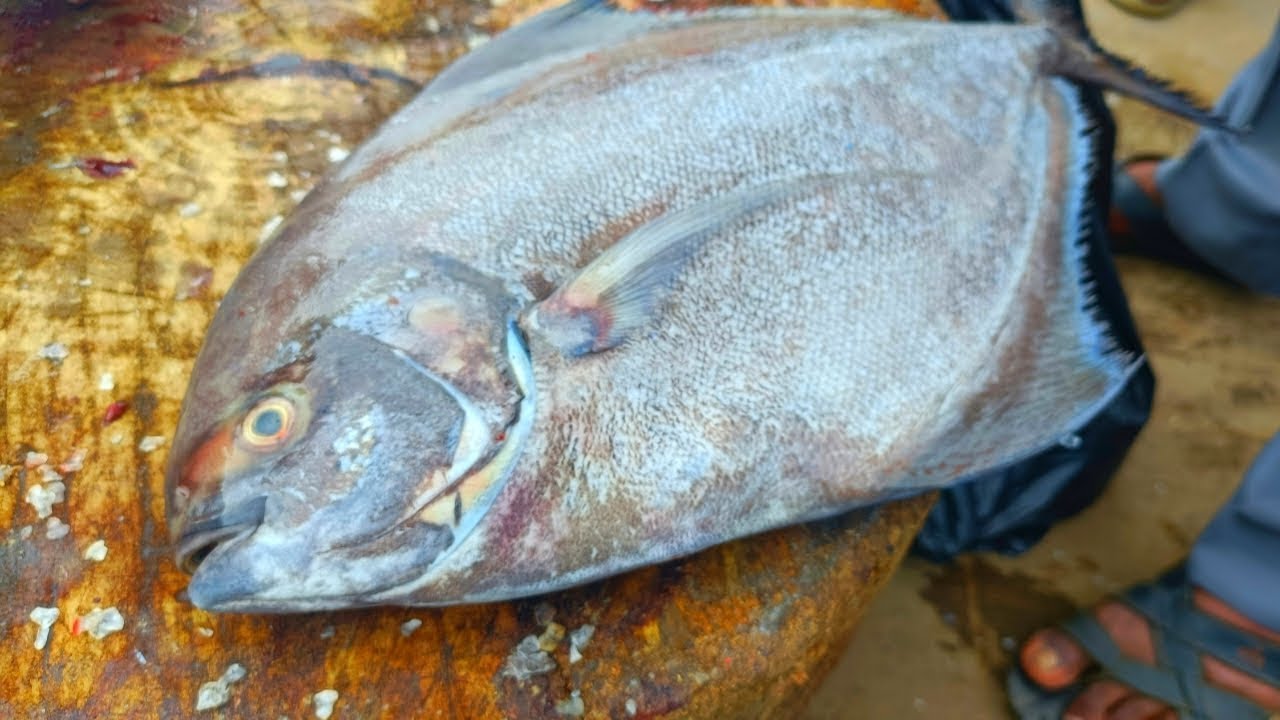 Black Pomfret Fish Slice Cutting / Big Pomfret Fish / Testy Fish / CT ...