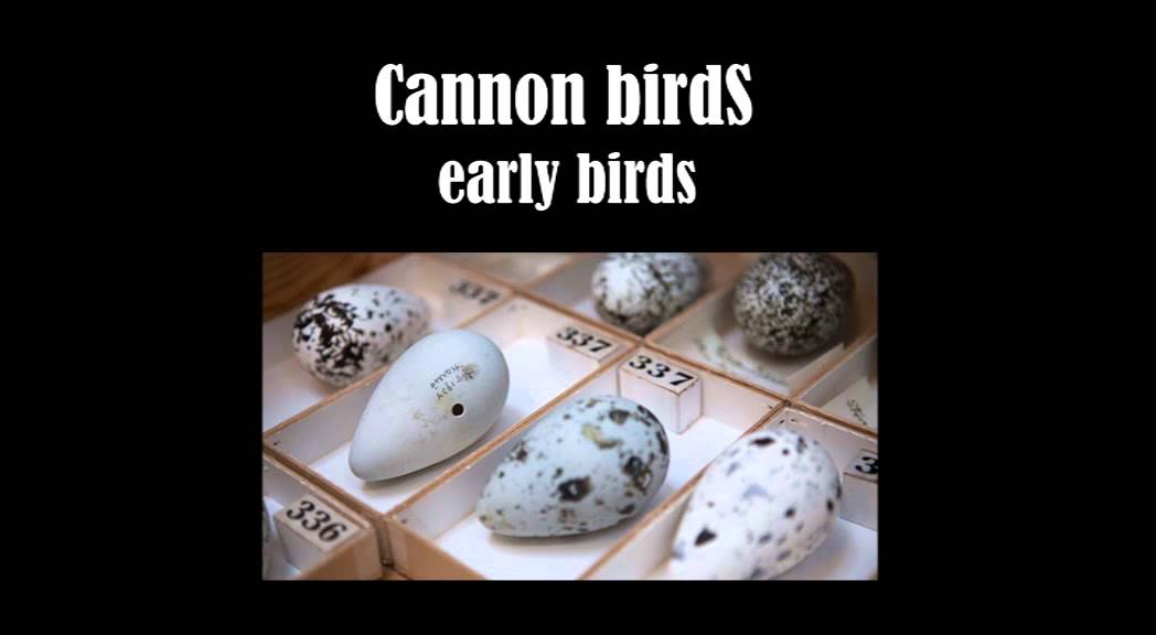 Early Cannon Birds - No Blue - YouTube