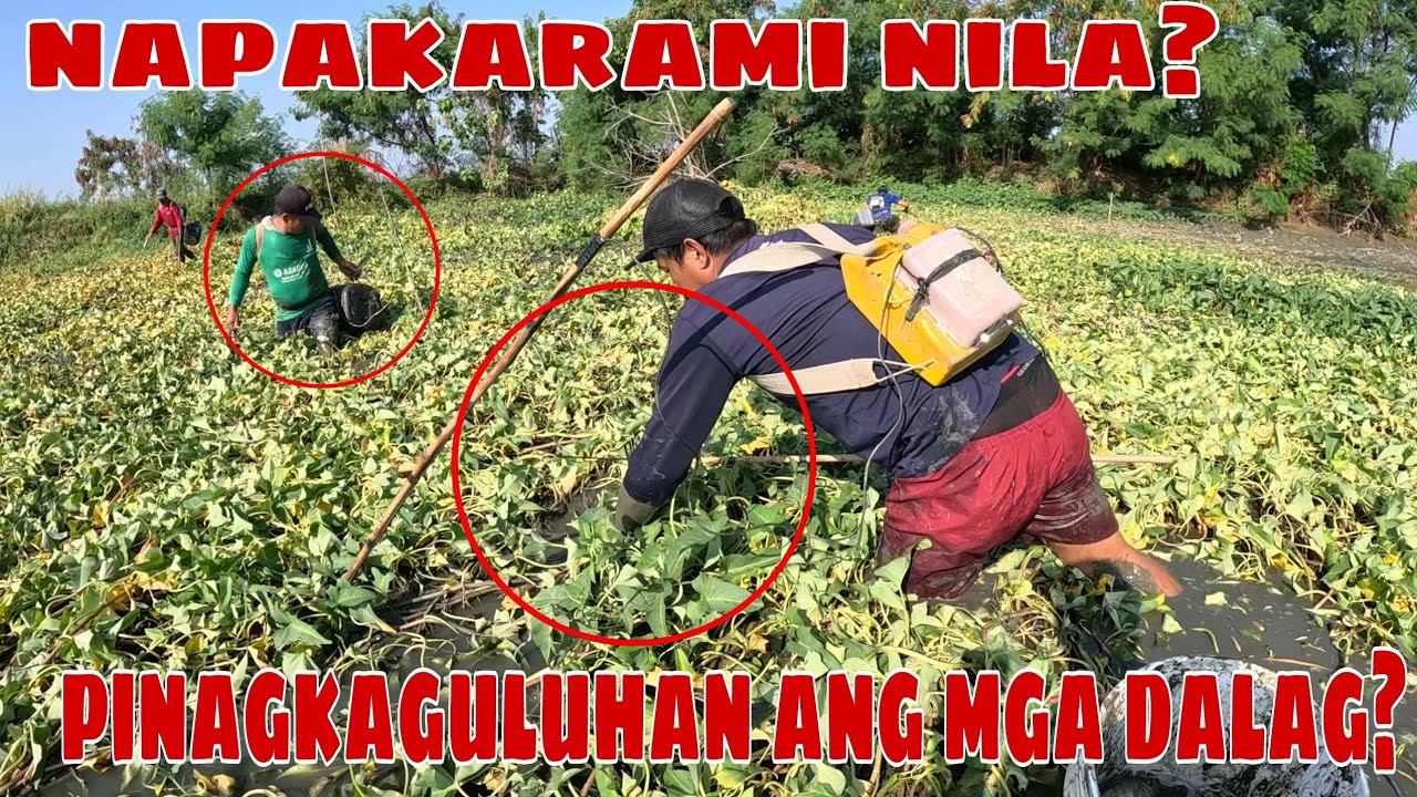 Pinagkaguluhan kuta ng mga dalag sa kangkungan? - YouTube