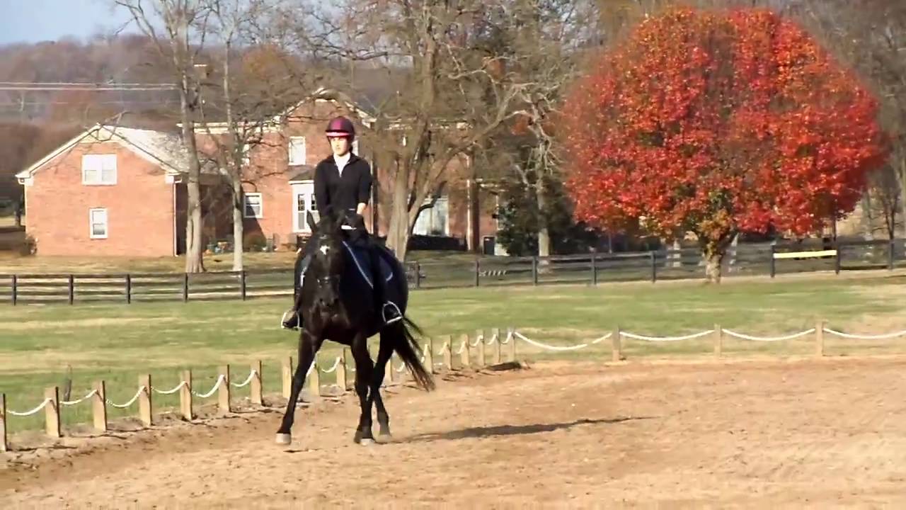 Dressage Lesson Part 2 - YouTube