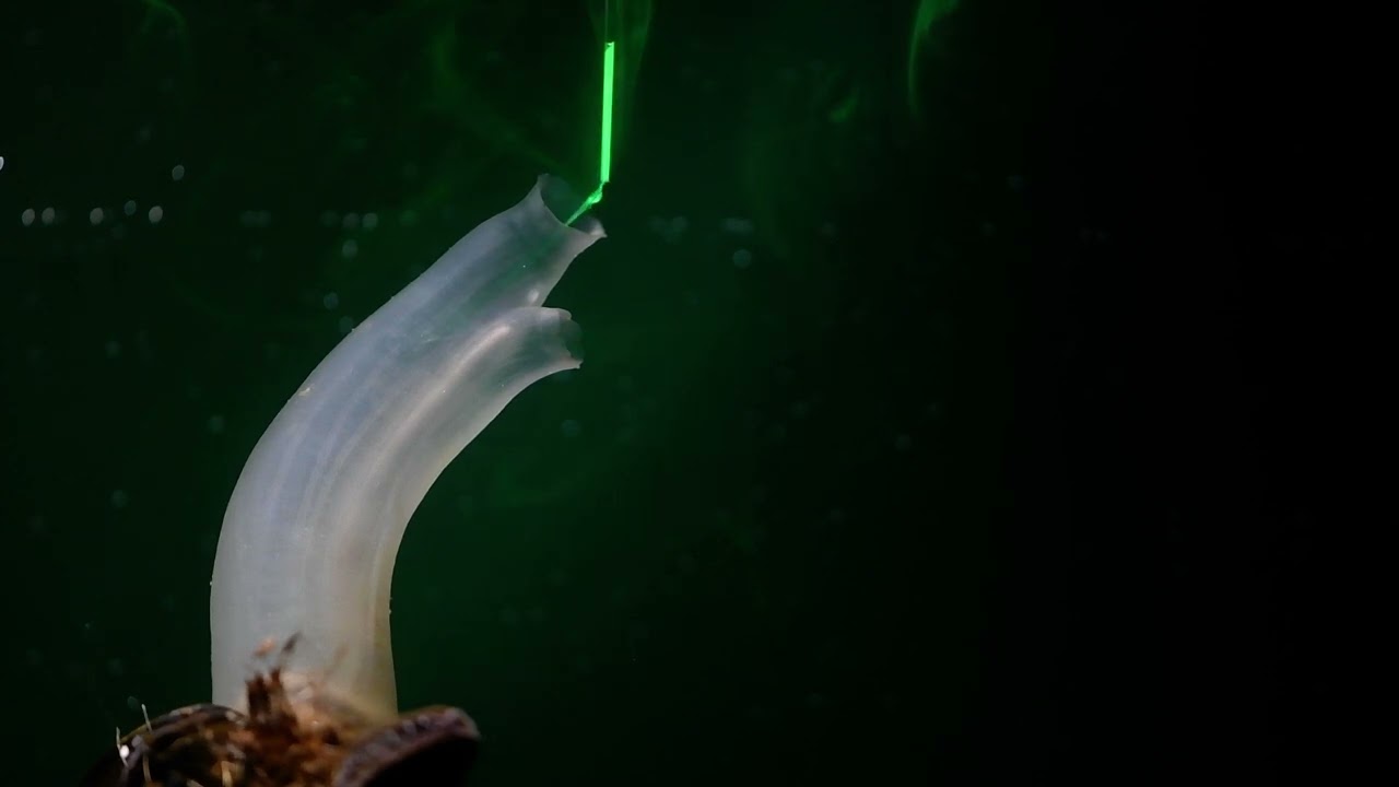Ciona intestinalis, tunicate, sea squirt - YouTube