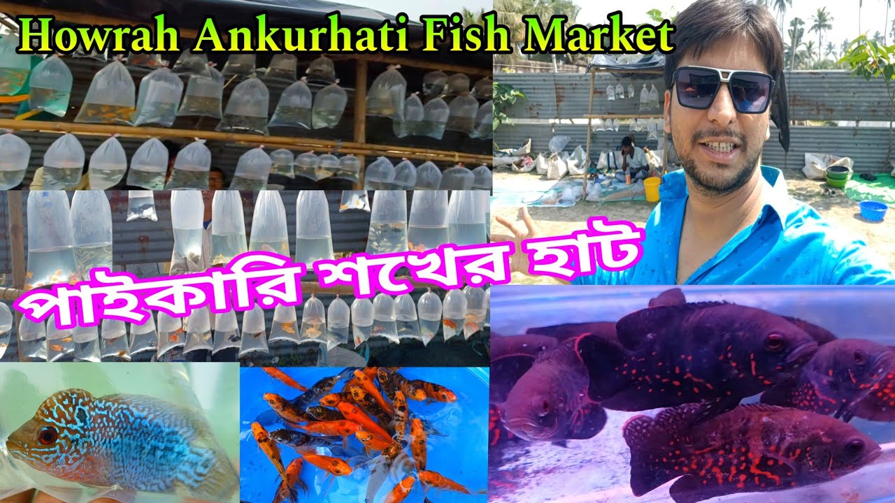 Ankurhati Pet Market | Howrah Pet Market | Aquarium Fish Pet Market ...