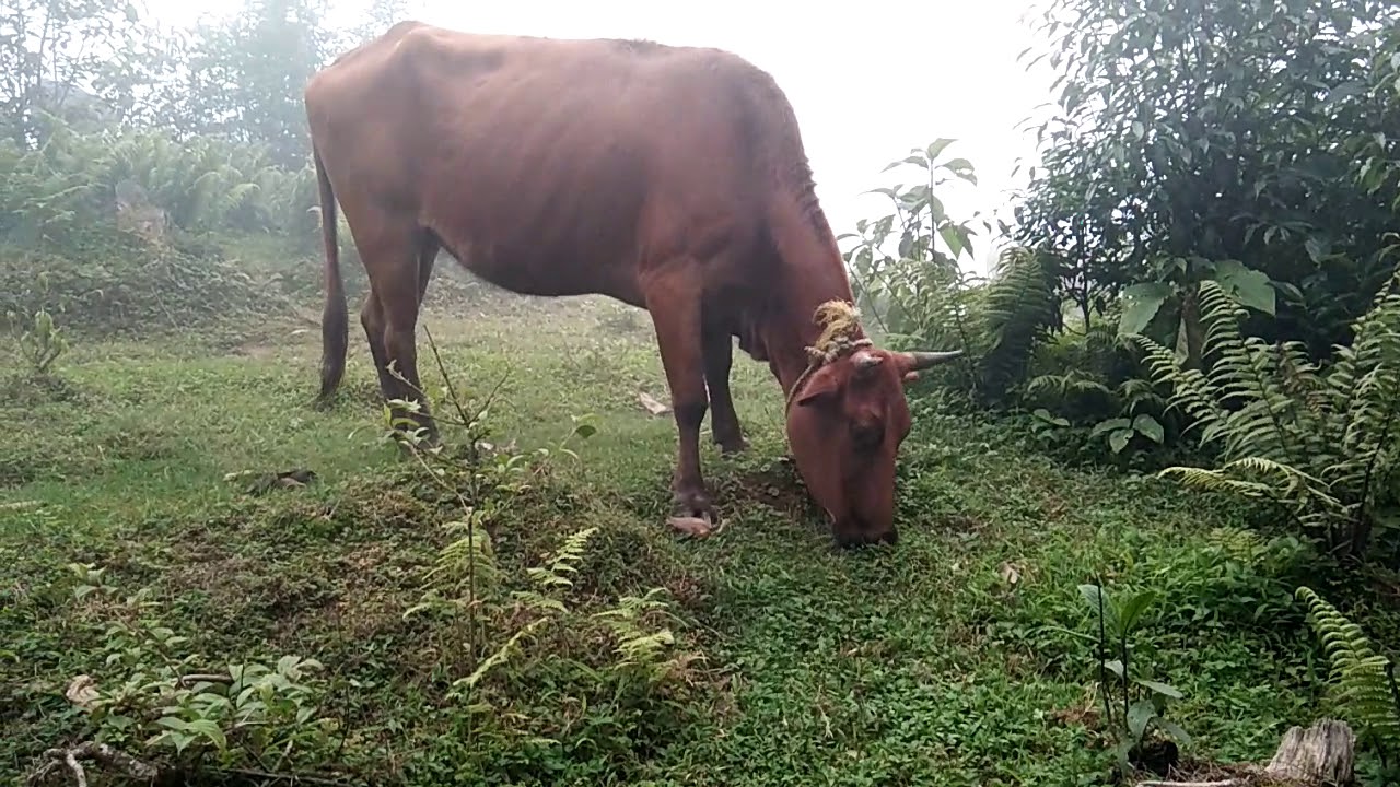 A cow grazing near Mulkharka Lake, Sikkim - YouTube