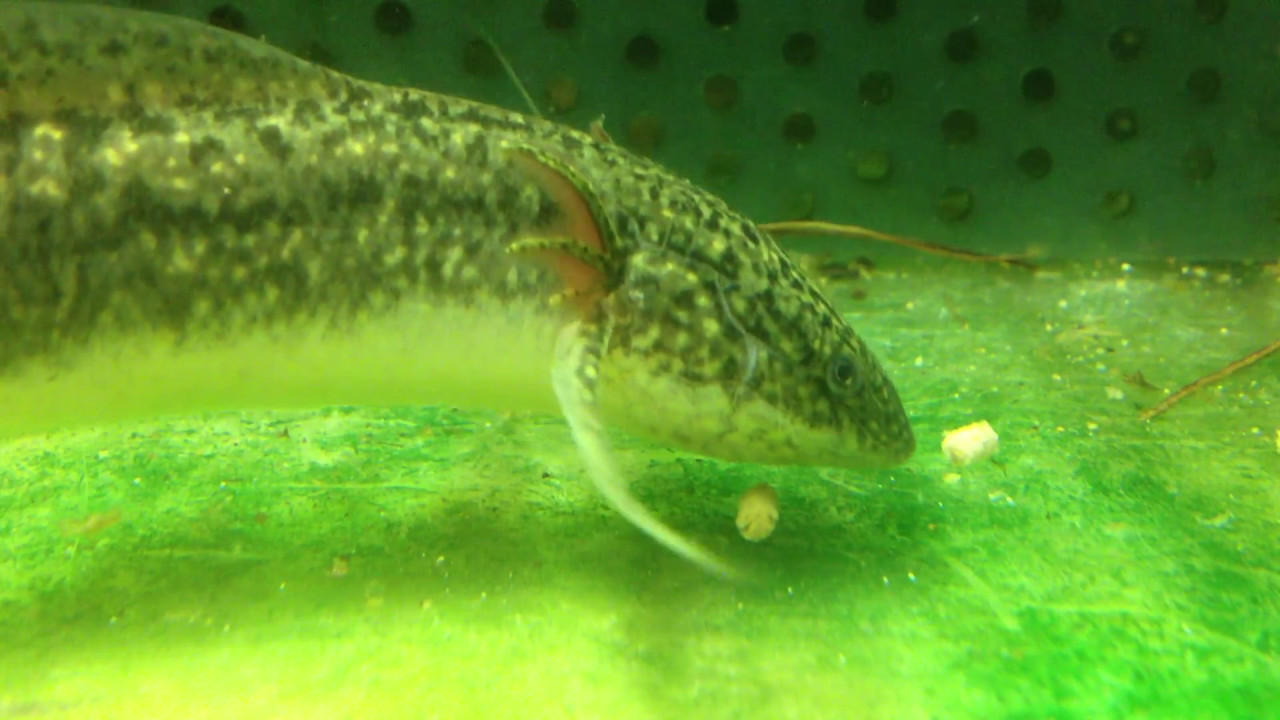 Protopterus amphibius feeding behavior - YouTube