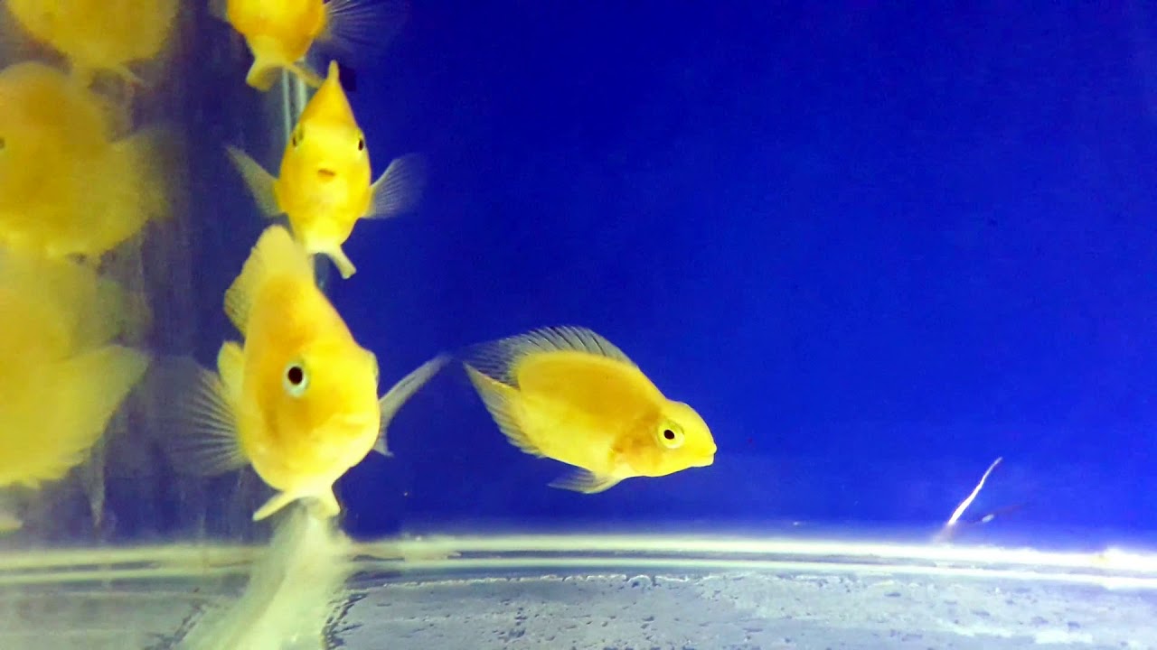 Most Beautiful Yellow Parrot Fish - YouTube
