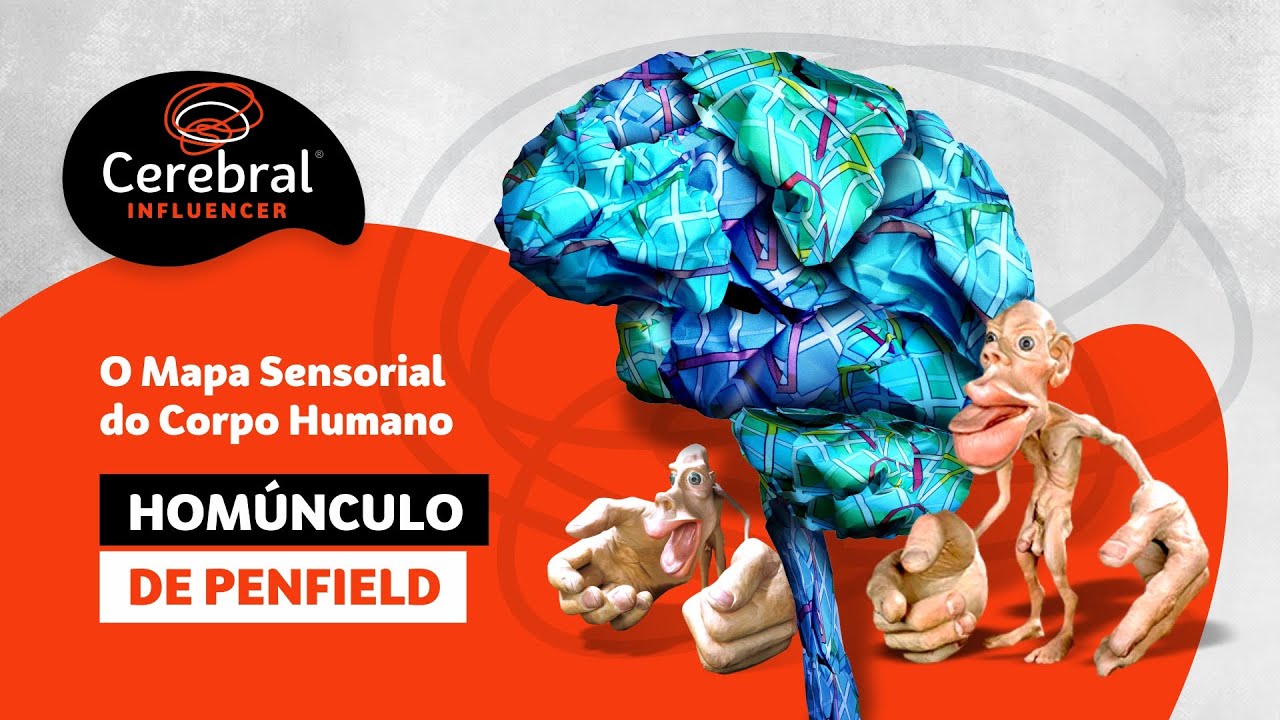 Homúnculo de Penfield – O Mapa Sensorial do Corpo Humano (Cerebral ...