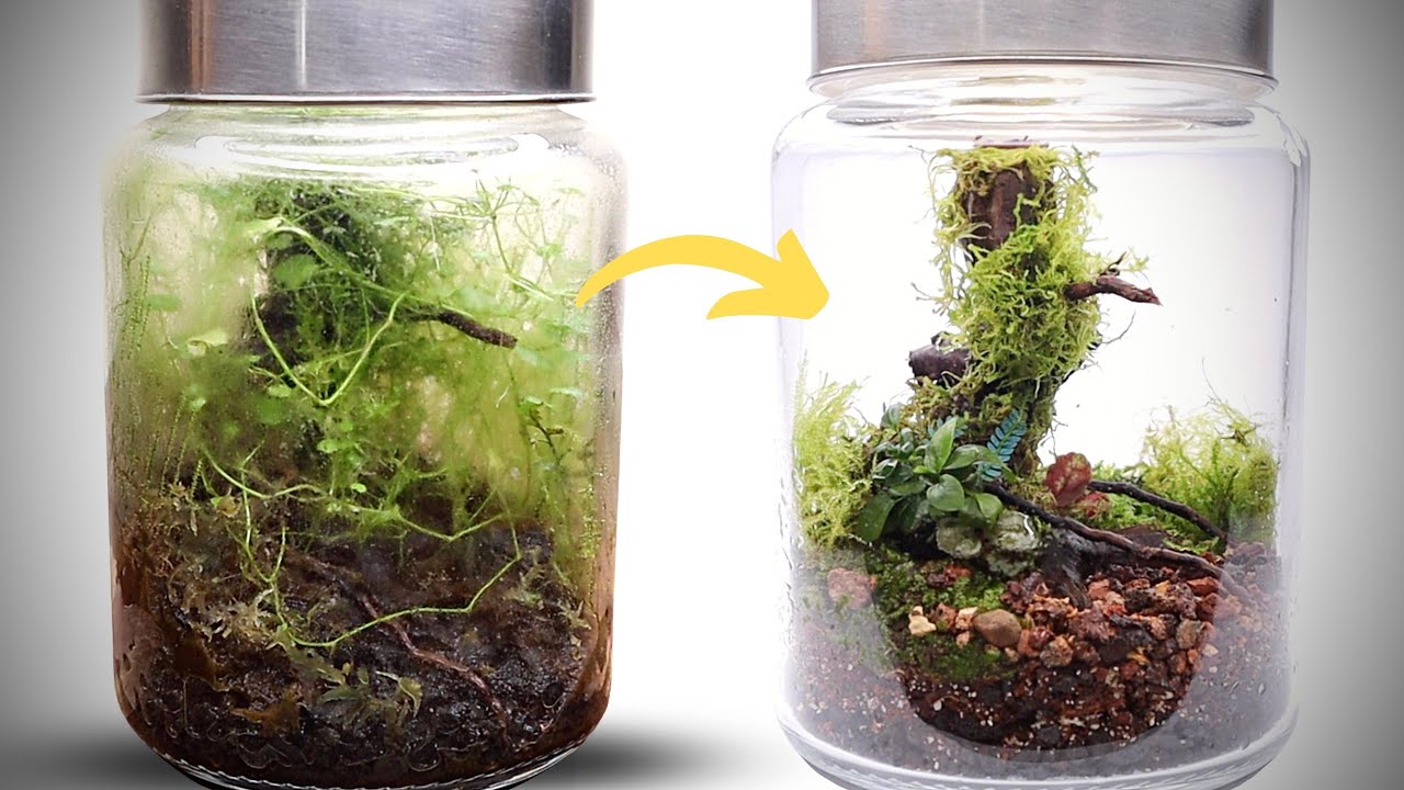 Rebuilding a one year old Mossarium - YouTube