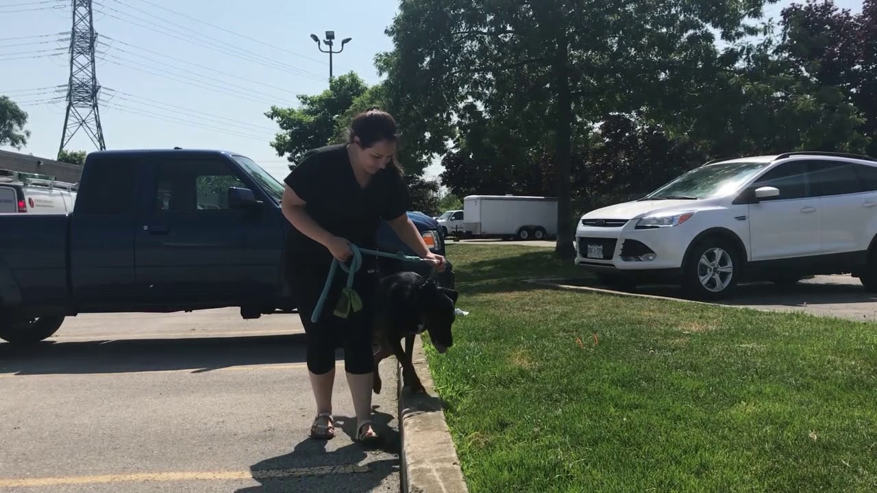 SOAR Veterinary Services Presents: How To Do Curb Walking - YouTube