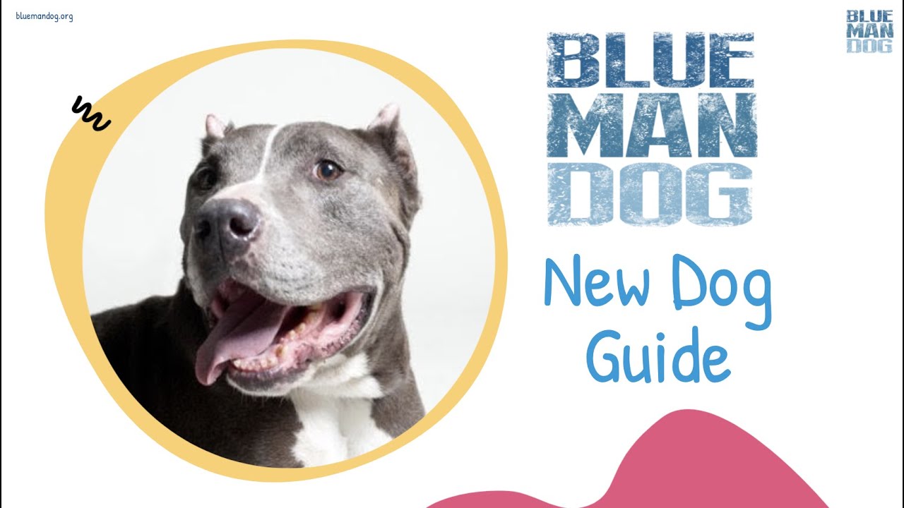 Blue Man Dog - NEW DOG GUIDE - YouTube