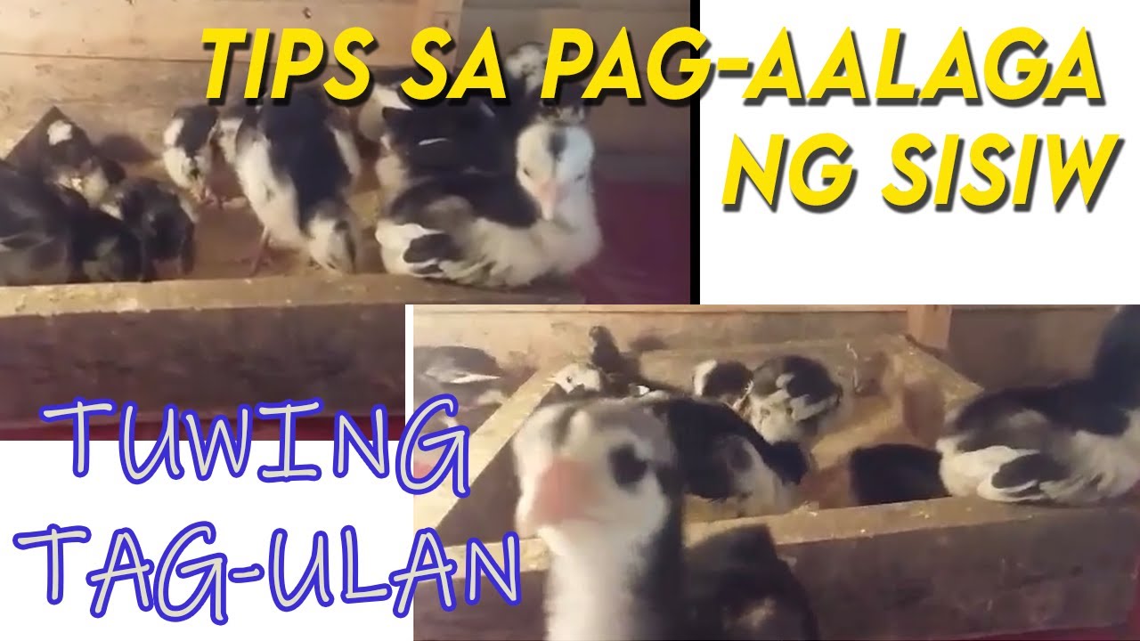 Tips sa Pag-aalaga ng Sisiw Tuwing Tag-Ulan | Free Range Chicken ...