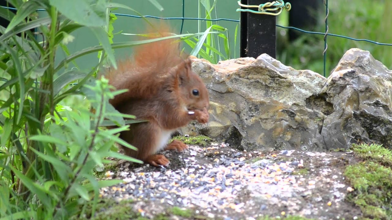 Ecureuil ( 35 ). Vidéo de Pascal Combes. Le 24/06/2013 - YouTube