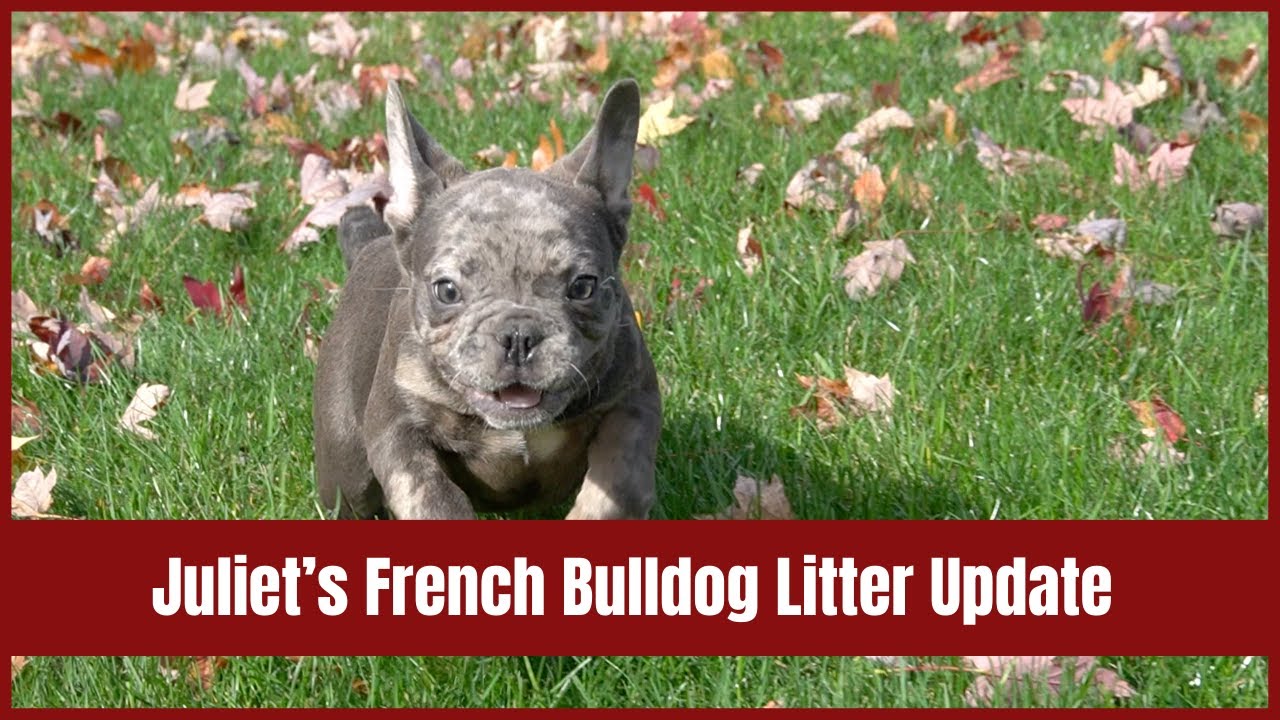 Juliet's French Bulldog Litter Update! - Woodland Frenchies - YouTube