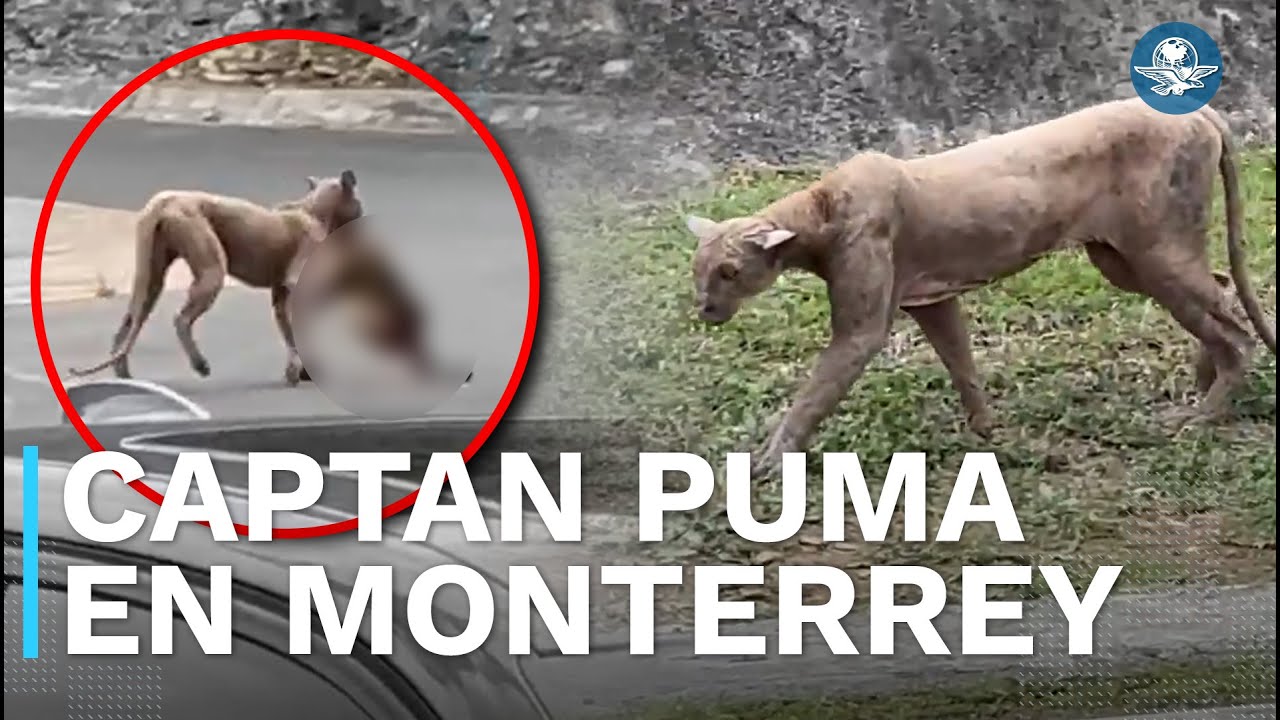 Captan a puma cazando a gato doméstico en Monterrey - YouTube