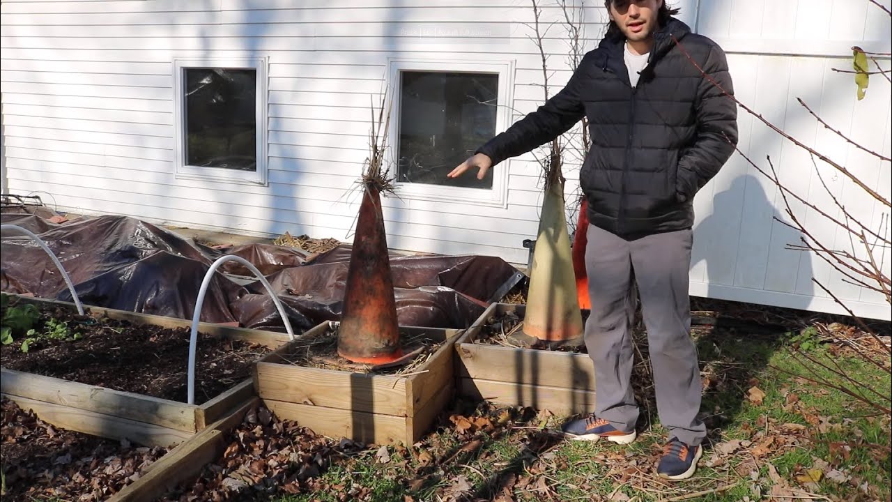 Creative Methods of Winter Protection for Fig Trees - YouTube