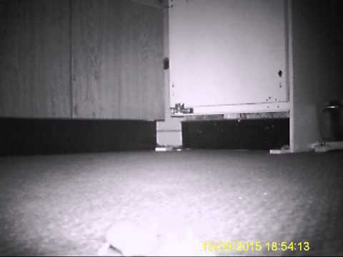 Invisible Infra-red Wildlife Trail Camera Spots Mice - YouTube