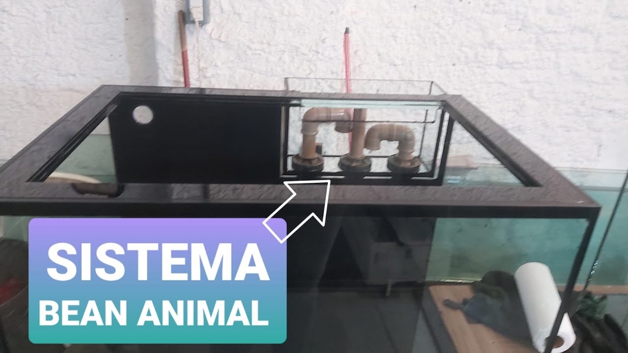 OLHA ESSE BEAN ANIMAL (OVERFLOW) 😱😱| MASTER FISH | - YouTube