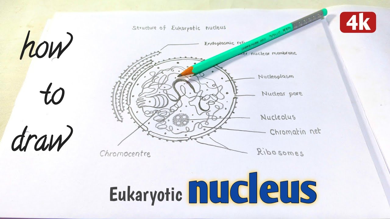 how to draw the diagram of eukaryotic nucleus,#class10biology # ...