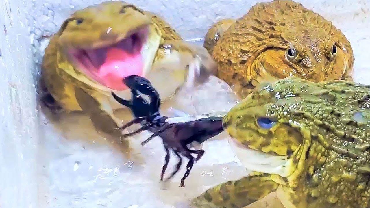 Hungry Bullfrog Compete for Their Scorpion Tree Lizard! Asian Bullfrog ...