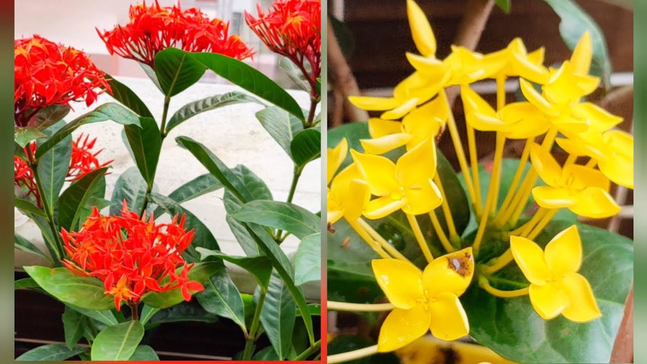 The Complete Guide to Ixora Plants | Problems & Solution | How to make Ixora Bushy and Healthy ...