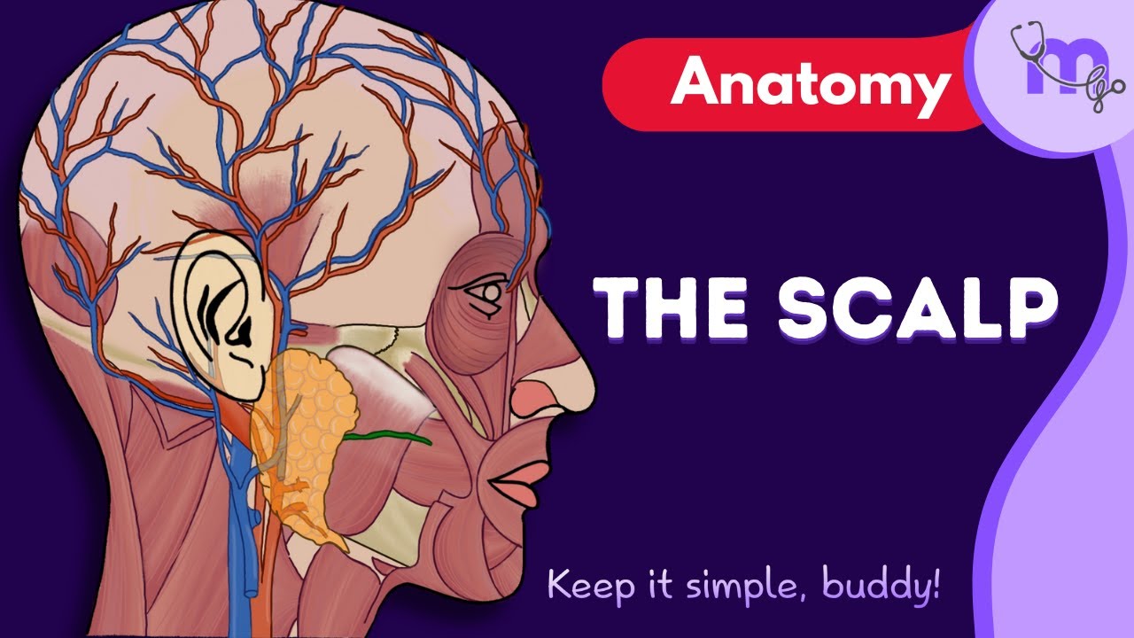 The Scalp | Blood Supply | Nerve Supply | Lymphatic Drainage ...
