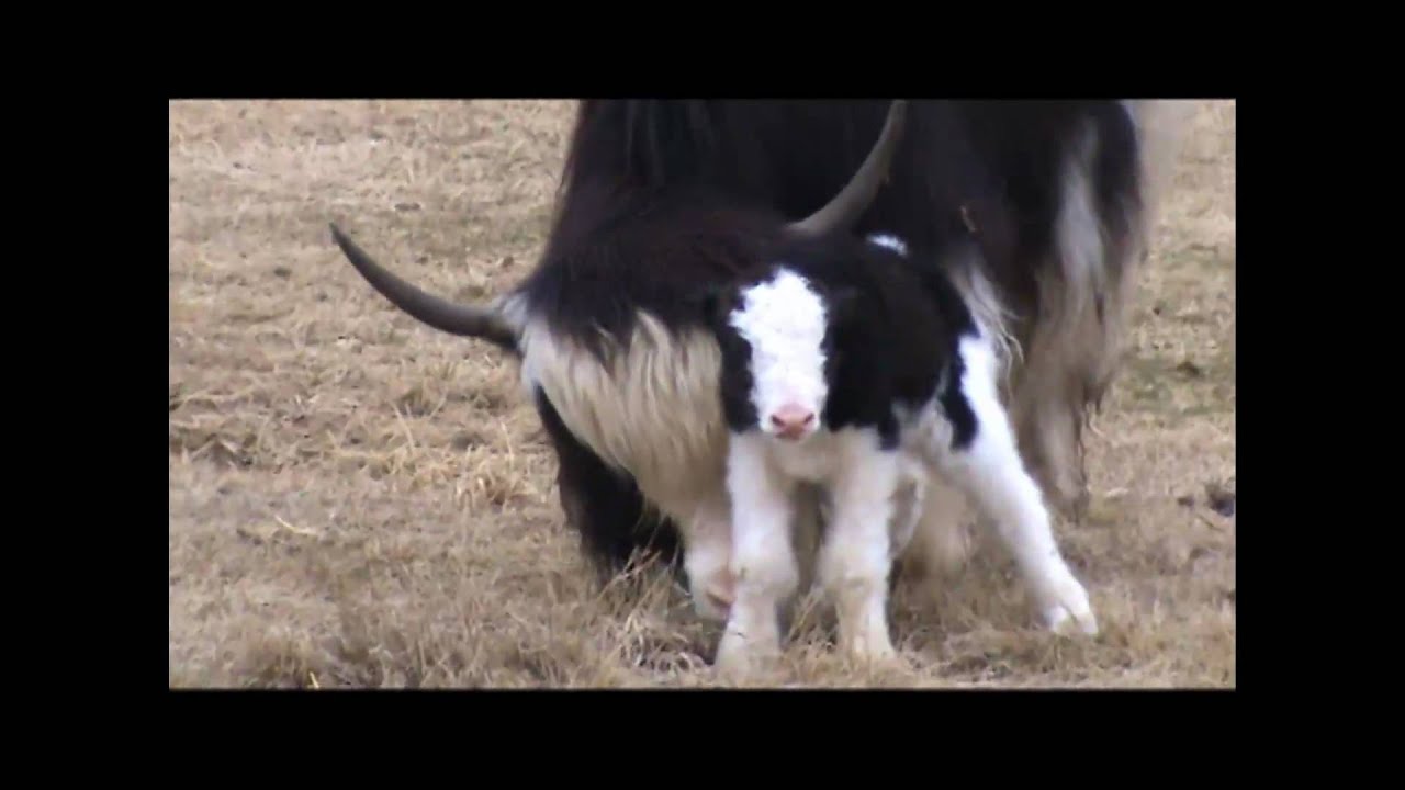 Royal Yak Cow Indira's first calf - YouTube